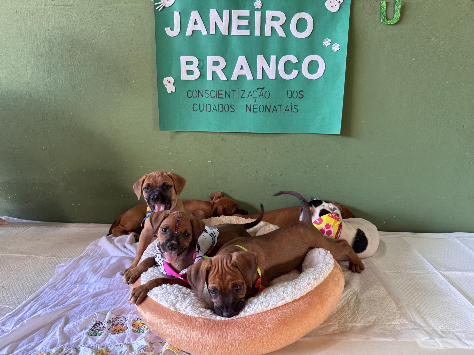 Janeiro Branco: Conscientização sobre cuidados neonatais garante um ...